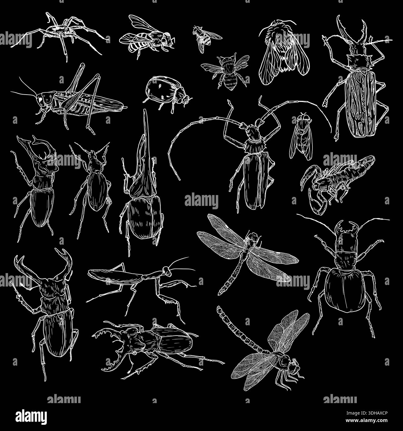 Rhinoceros cockroach Black and White Stock Photos & Images - Alamy