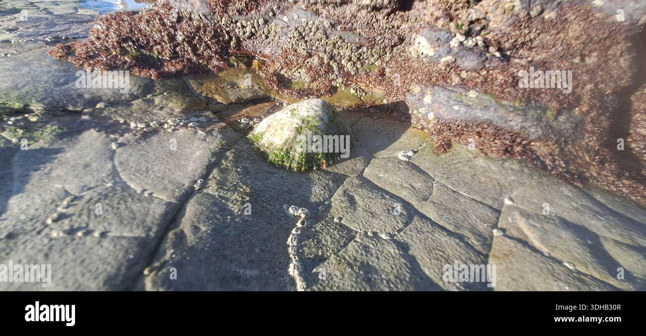 Limpet clinging to a wet rock surface surrounded by barnacles and algae ...