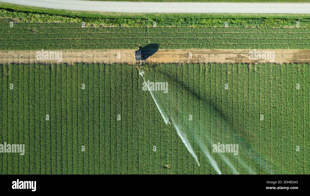 Rotary sprinkler irrigating a vibrant green crop field, demonstrating ...