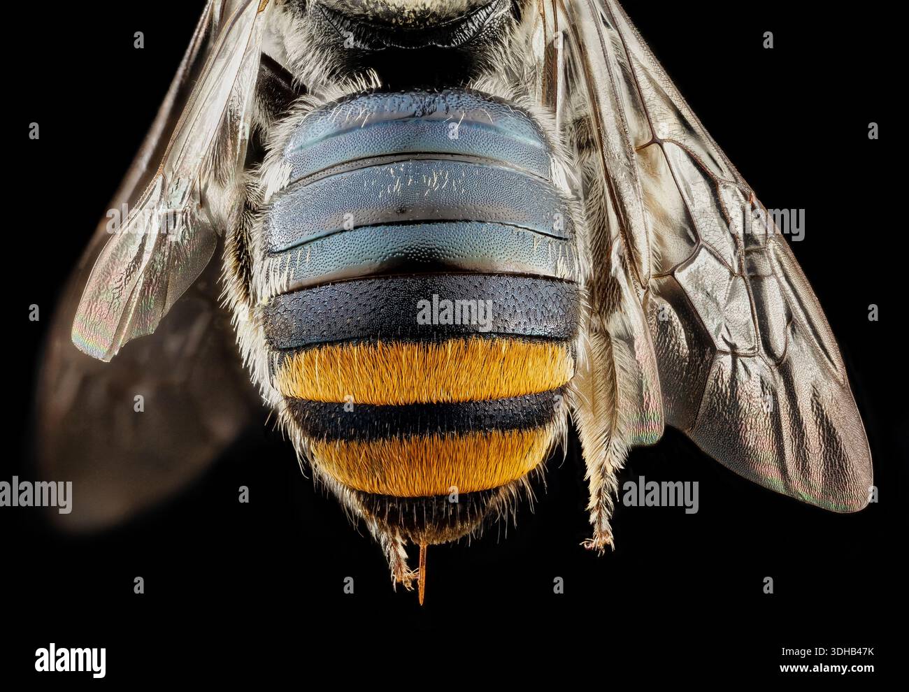 Honeybee compound eye structure hi-res stock photography and images - Alamy
