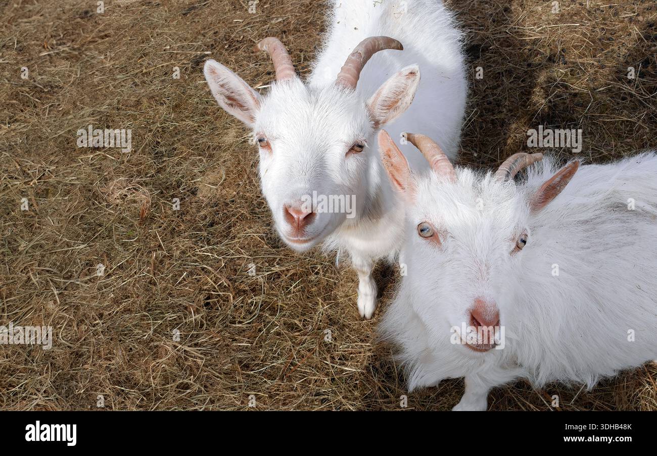 A high angle portrait of two white goats standing side-by-side in a dry ...