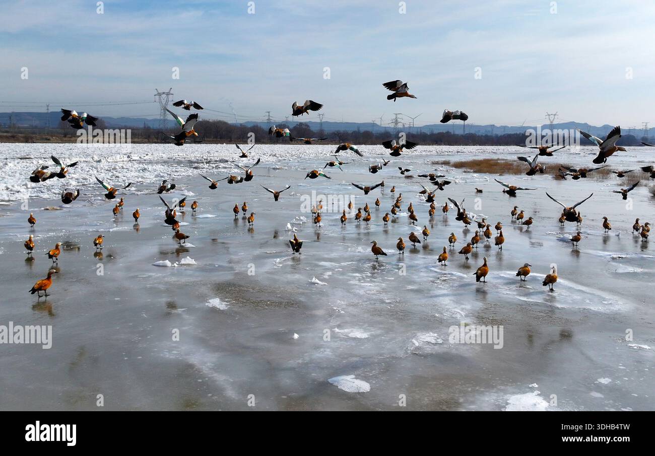 SHIZUISHAN, CHINA - JANUARY 21, 2026 - The frozen Yellow River scenery ...