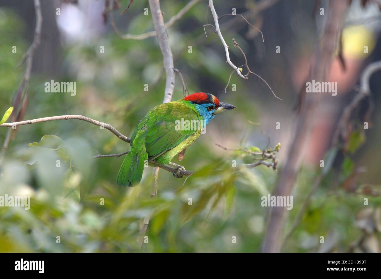 Siliguri, West Bengal, India. 21st Jan, 2026. A Blue throated barbet ...