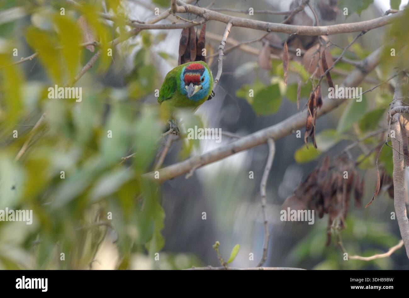 Siliguri, West Bengal, India. 21st Jan, 2026. A Blue throated barbet ...