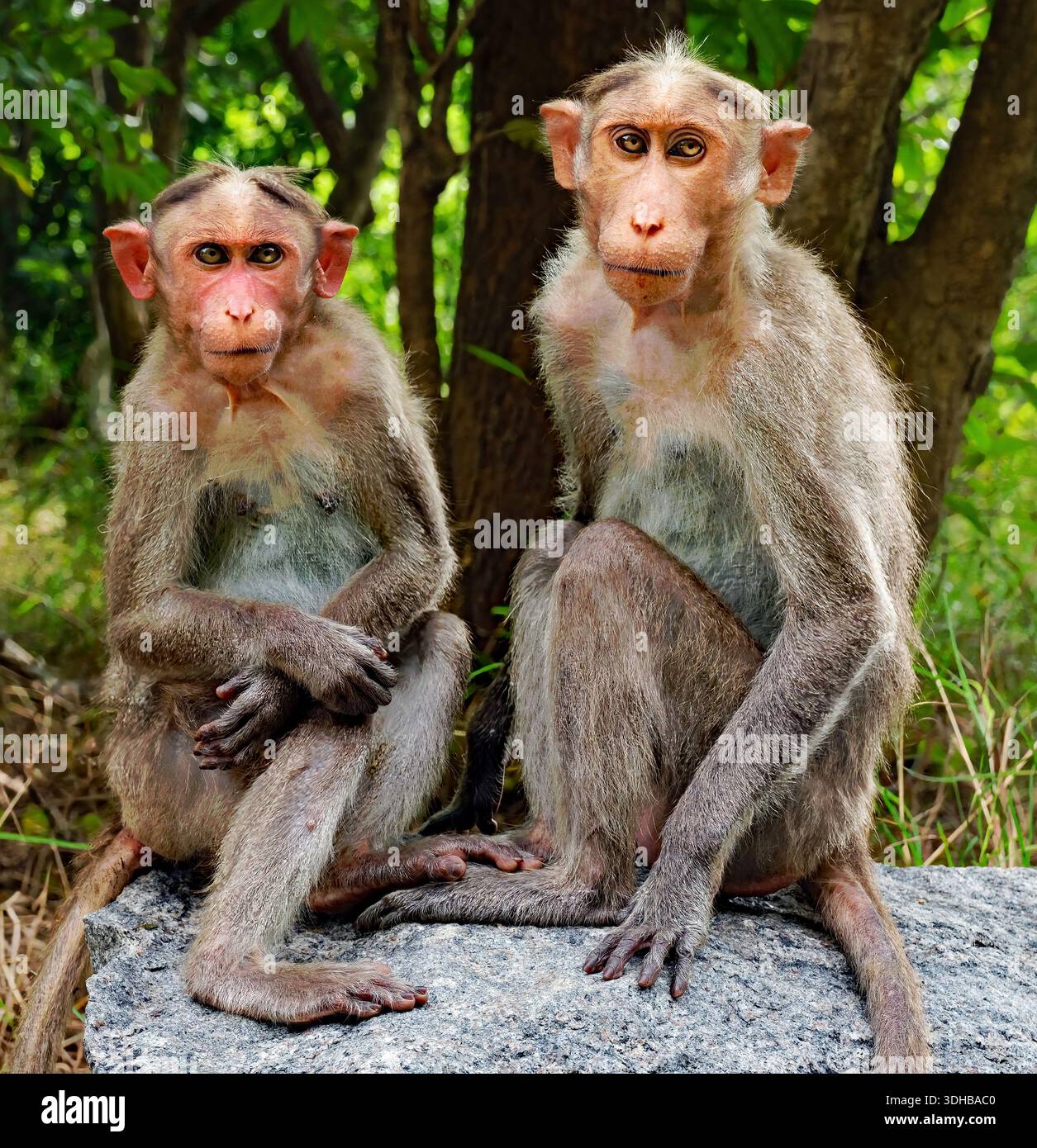 Monkeys observation hi-res stock photography and images - Alamy