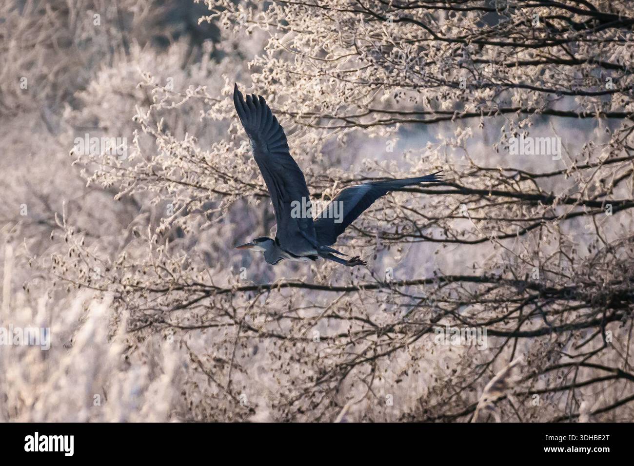 CARNIKAVA, Latvia. 21st Jan, 2026. Grey heron bird flying. Beautiful ...