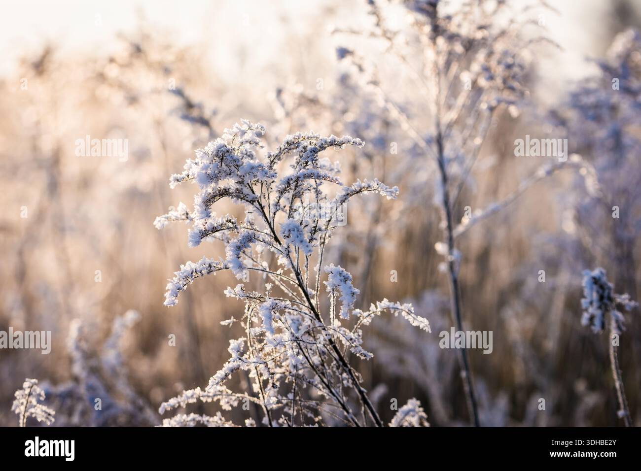 CARNIKAVA, Latvia. 21st Jan, 2026. Beautiful frost seen around area in ...
