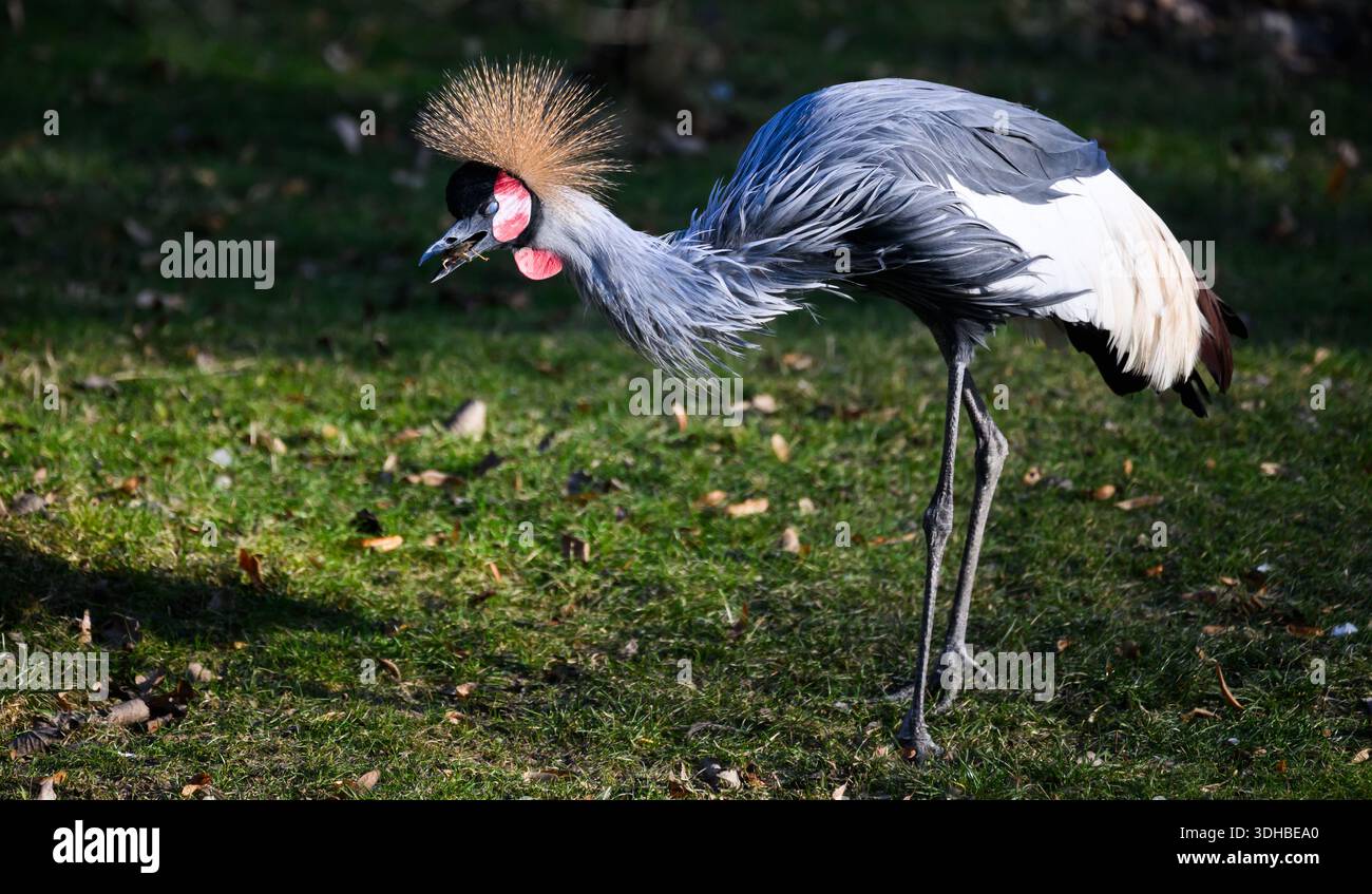 Dresden, Germany. 21st Jan, 2026. A crowned crane hen stands in the ...