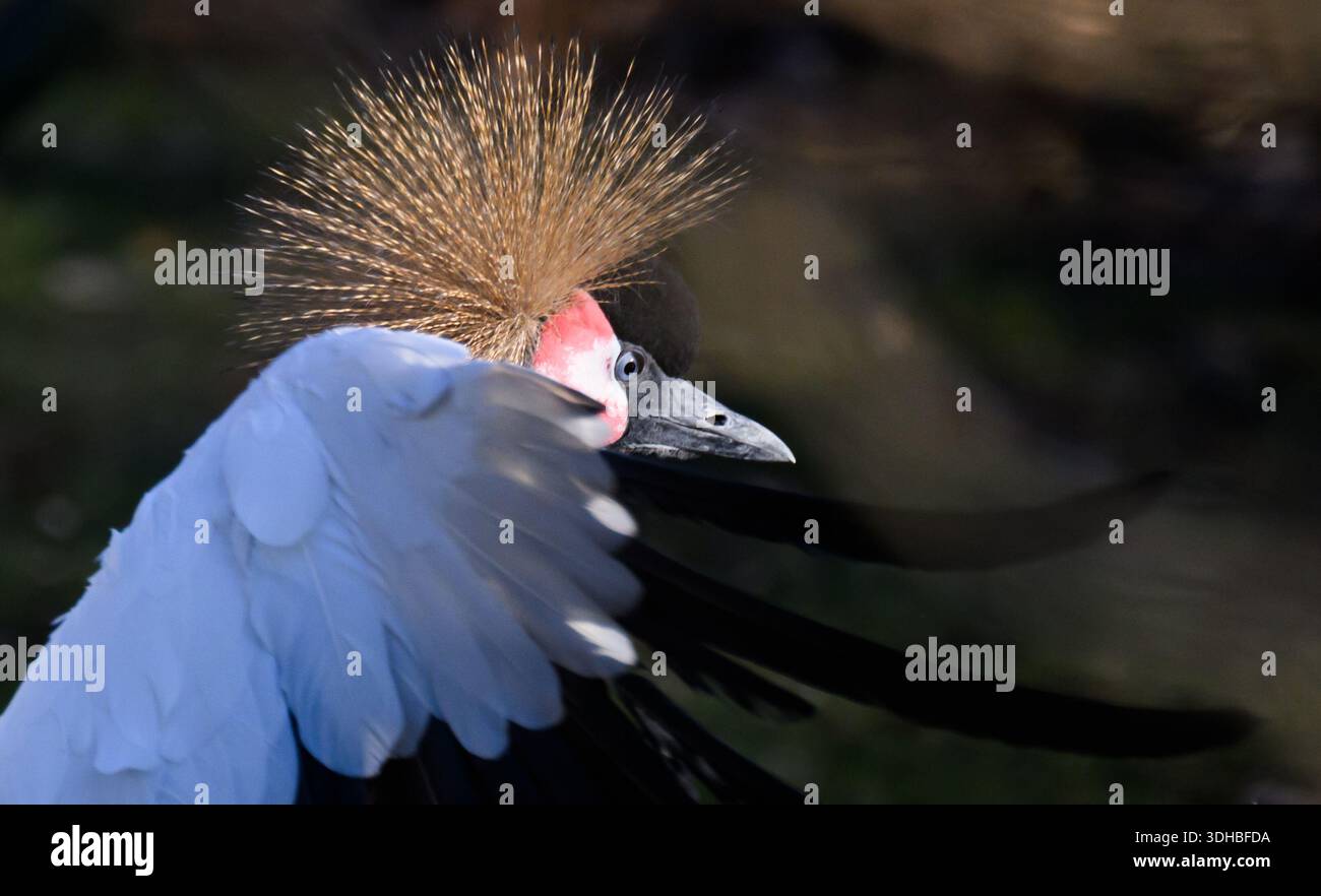 Dresden, Germany. 21st Jan, 2026. A crowned crane hen stands in the ...