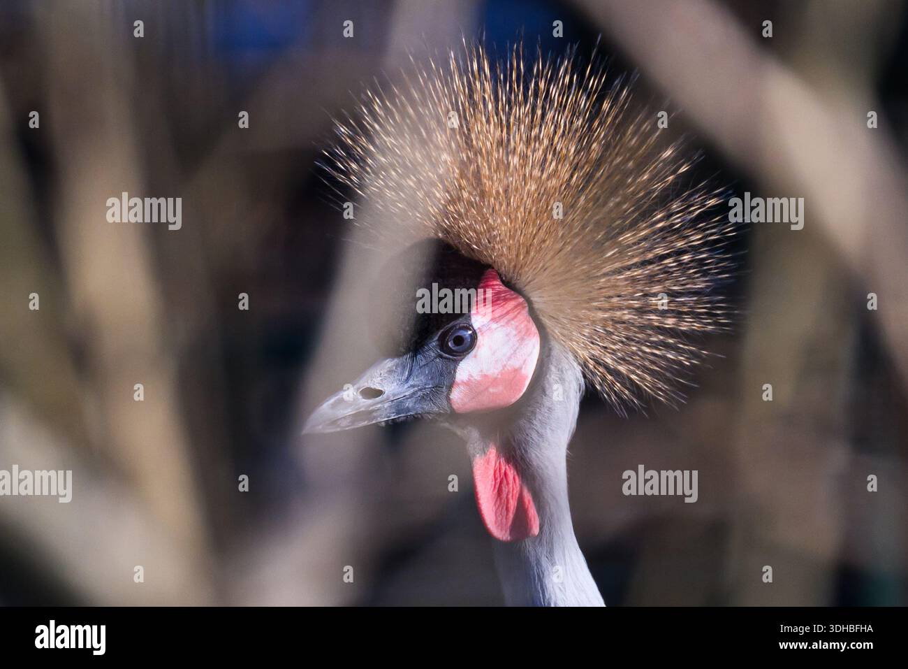 Dresden, Germany. 21st Jan, 2026. A crowned crane hen stands in the ...