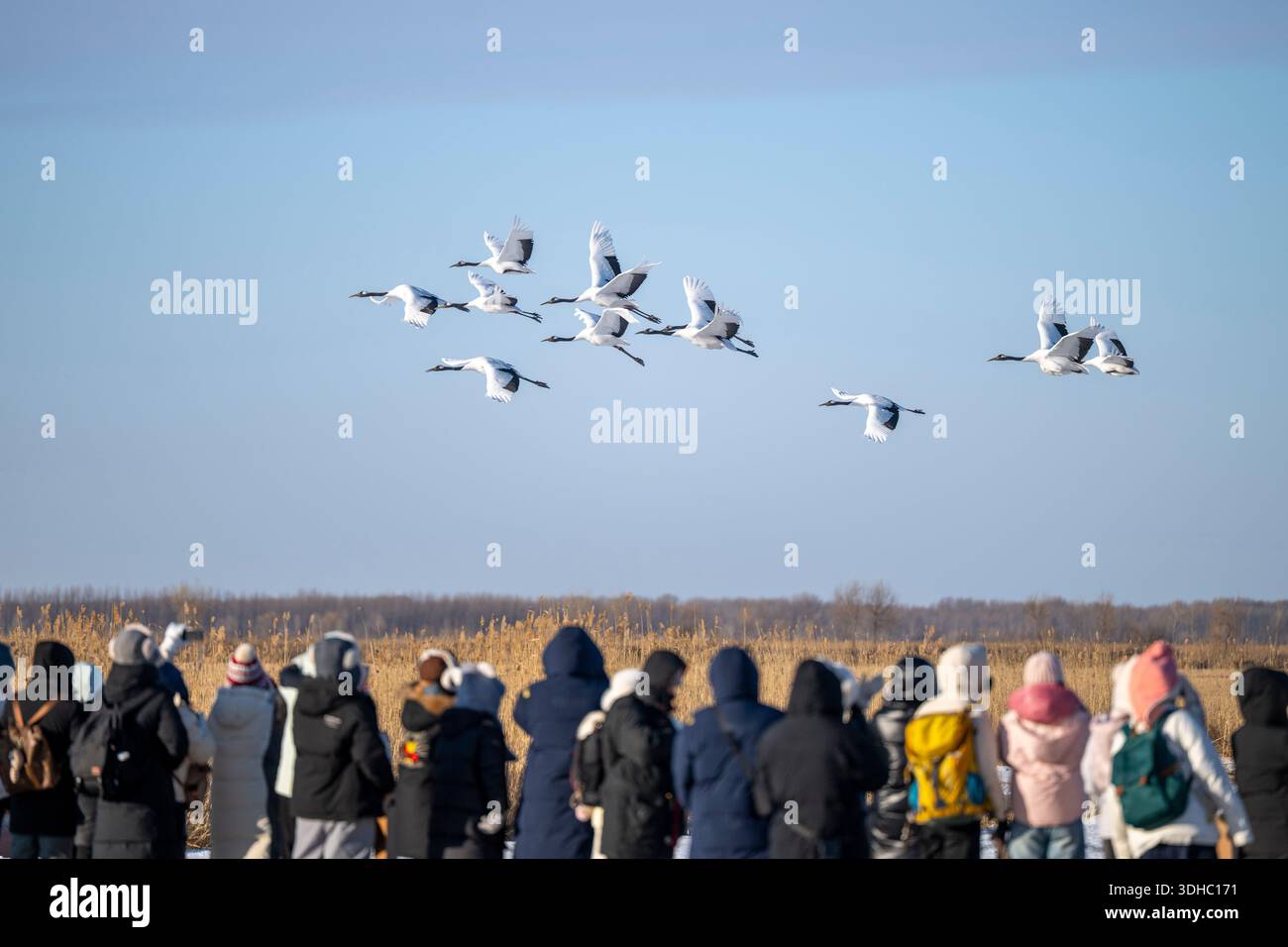 Harbin. 21st Jan, 2026. Visitors observe the red-crowned cranes at the ...