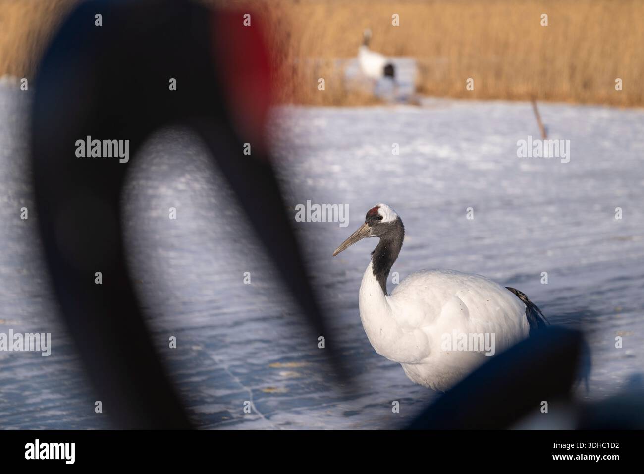 Harbin. 21st Jan, 2026. Red-crowned cranes are pictured at the Zhalong ...