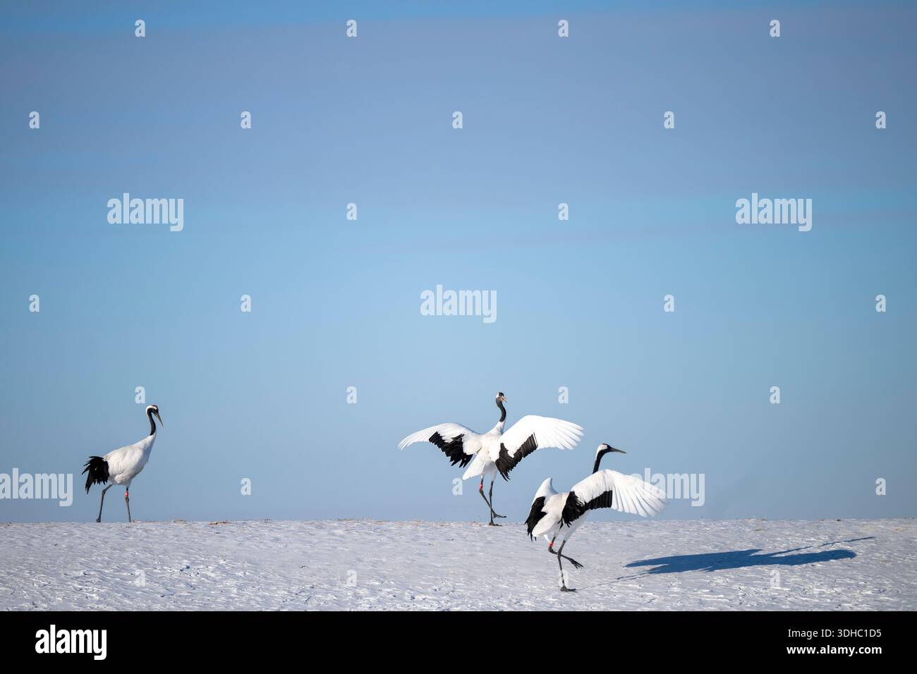 Harbin. 21st Jan, 2026. Red-crowned cranes are pictured at the Zhalong ...