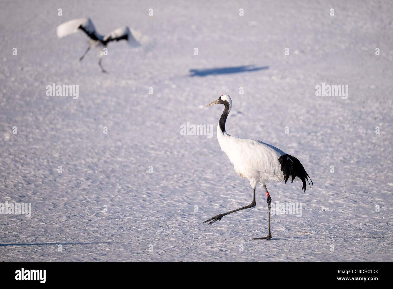 Harbin. 21st Jan, 2026. Red-crowned cranes are pictured at the Zhalong ...
