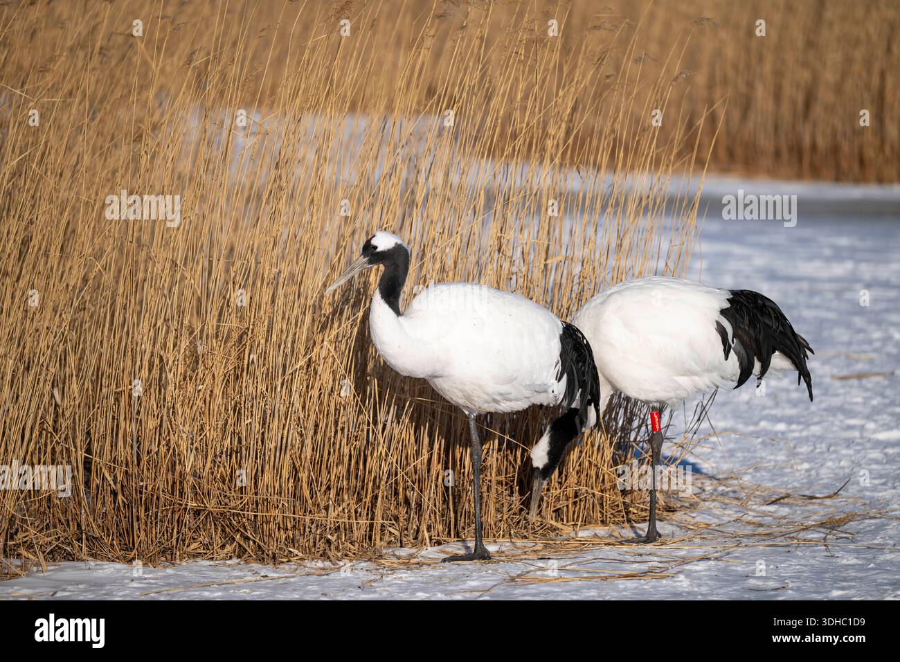 Harbin. 21st Jan, 2026. Red-crowned cranes are pictured at the Zhalong ...