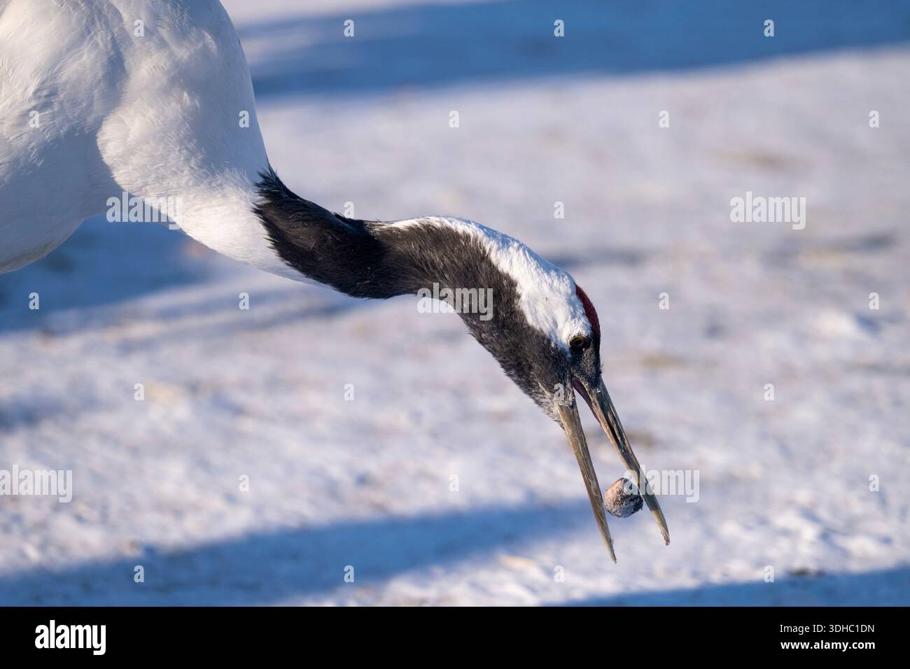Harbin. 21st Jan, 2026. A red-crowned crane forages at the Zhalong ...