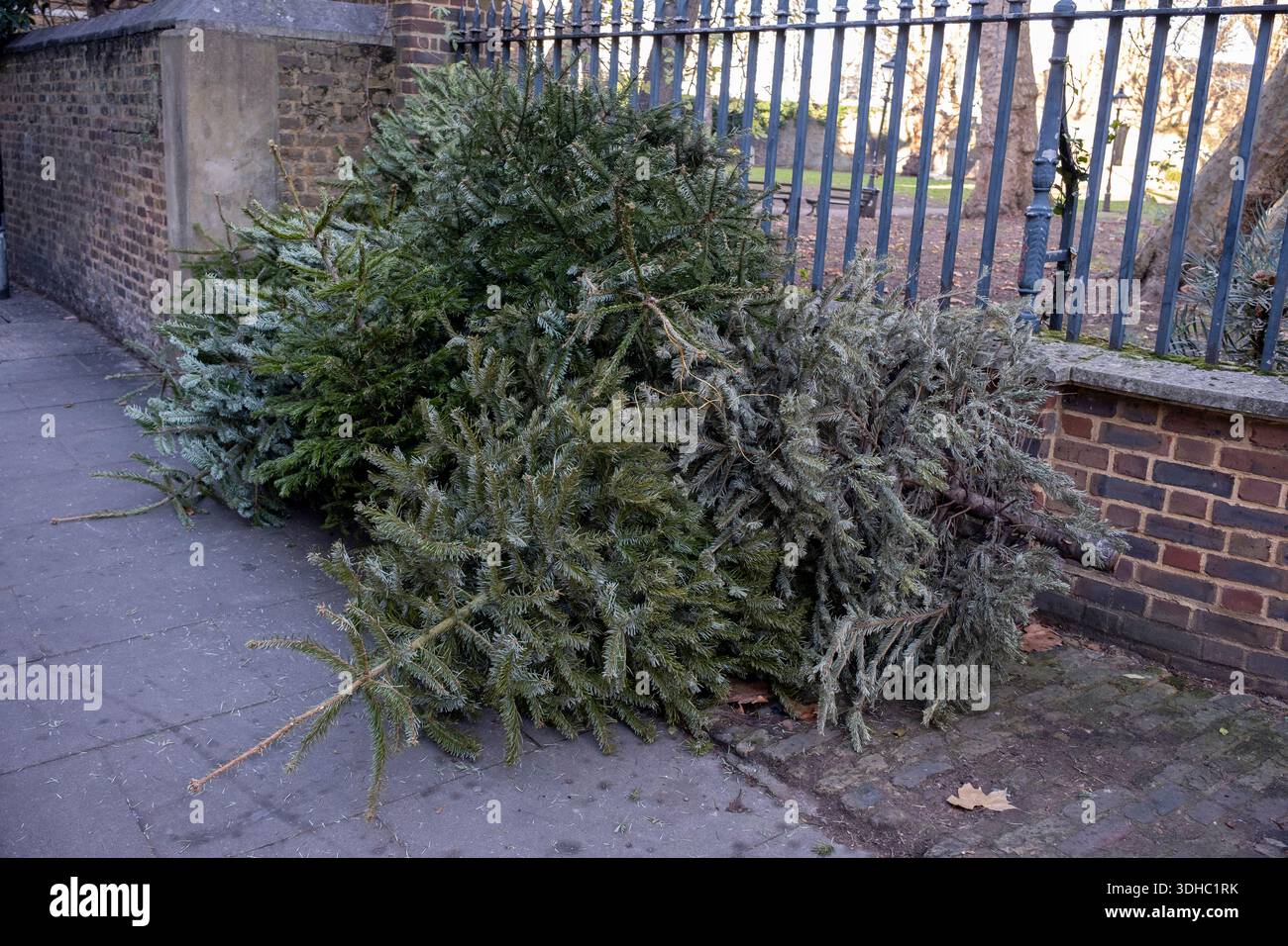 Pile of discarded Christmas trees for collection thrown out after the ...