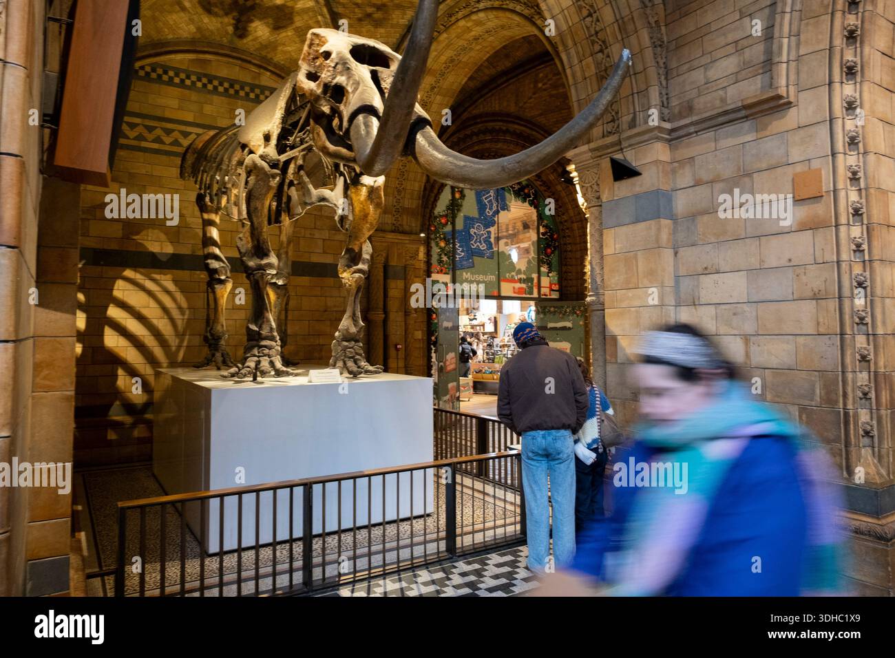 Fossilised skeleton of an American Mastodon, an Ice Age relative of the ...
