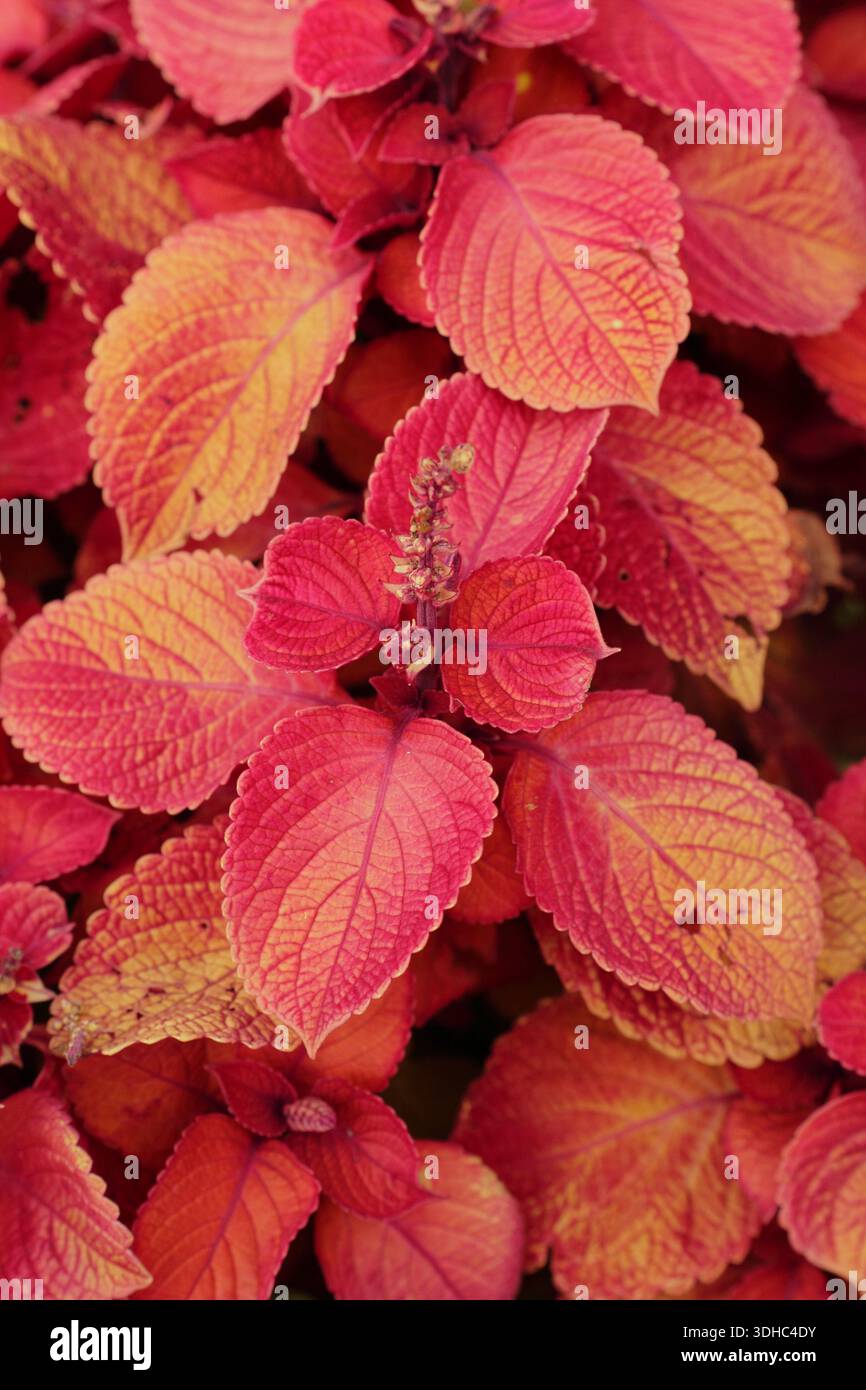 Coleus campfire hi-res stock photography and images - Alamy