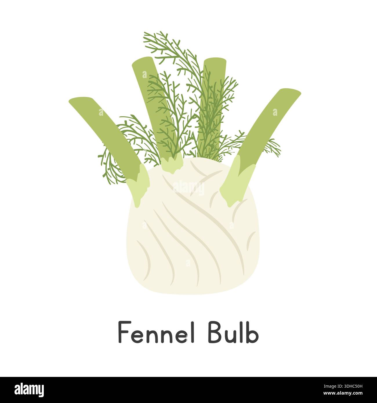 Florence fennel garden Stock Vector Images - Alamy