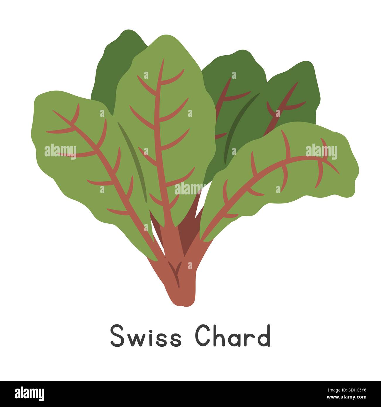 Swiss chard vegetable on Stock Vector Images - Alamy