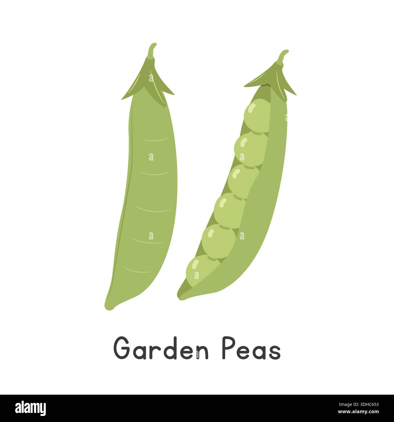 Garden Peas Vector Illustration. Garden Pea Cartoon Clipart, Vegetable ...