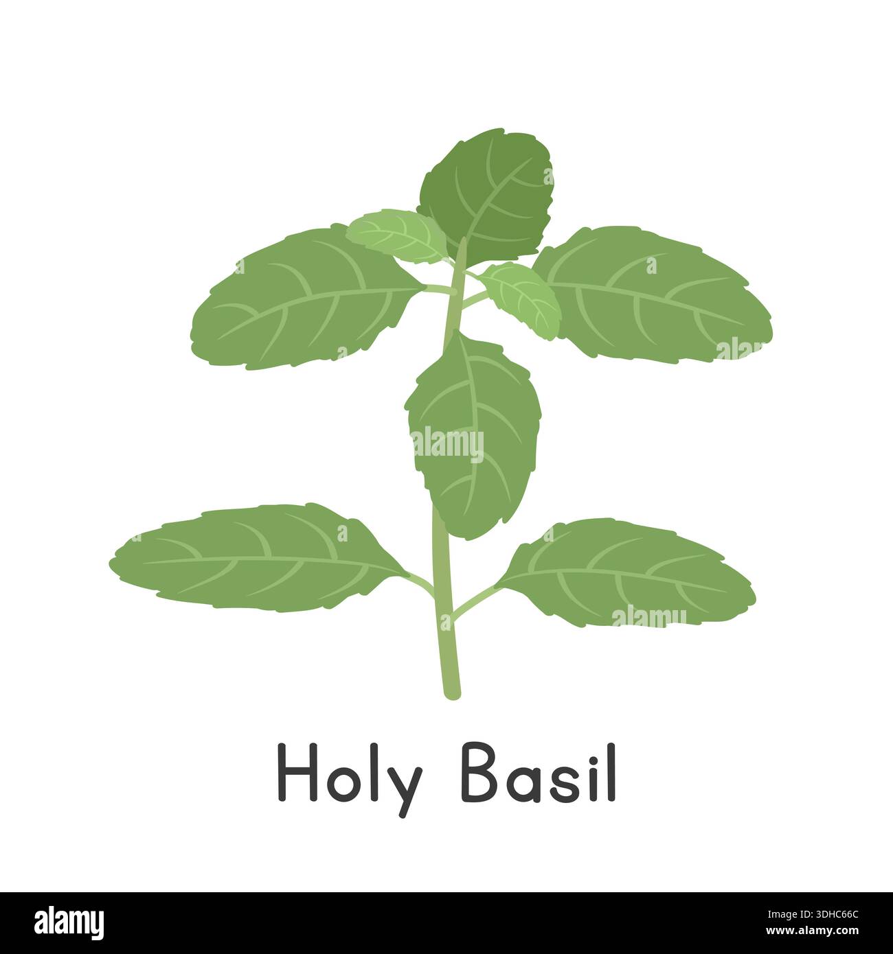 Sacred basil Stock Vector Images - Alamy