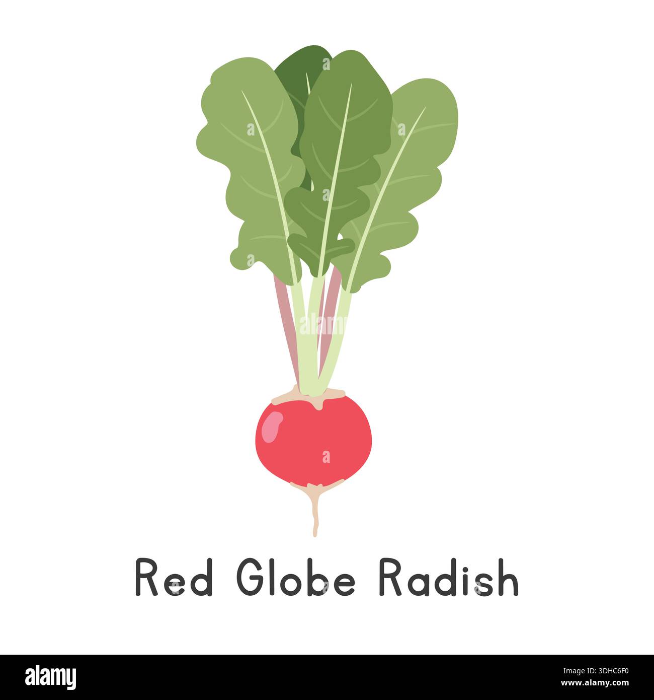 Radish scarlet globe Stock Vector Images - Alamy