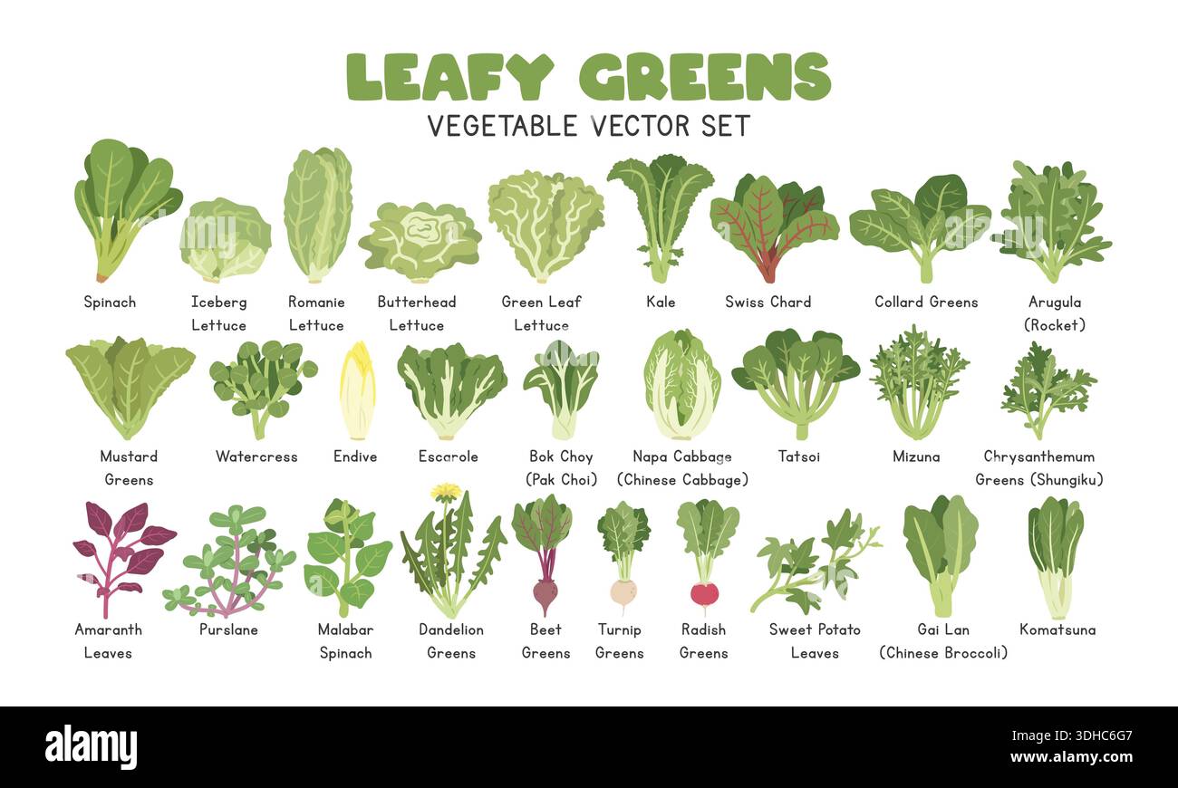 Leafy Greens Vector Illustration Set. Leafy Vegetables Cartoon Clipart ...