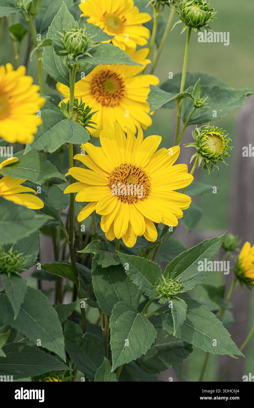 Helianthus decapetalus ‘capenoch star’ hi-res stock photography and ...