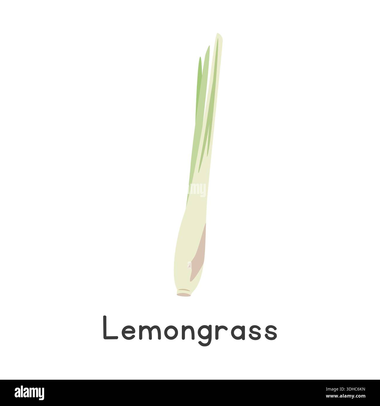 Lemongrass (Cymbopogon) Flat Cartoon Vector Illustration Isolated on ...