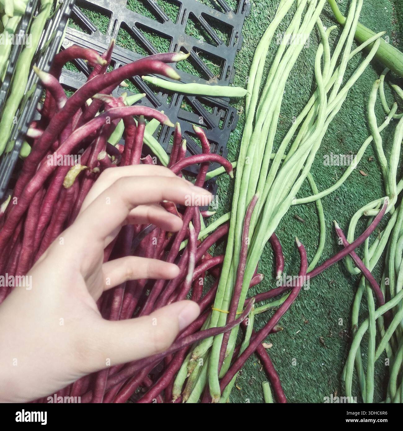 Hand selecting red and green beans from a market display Stock Photo ...