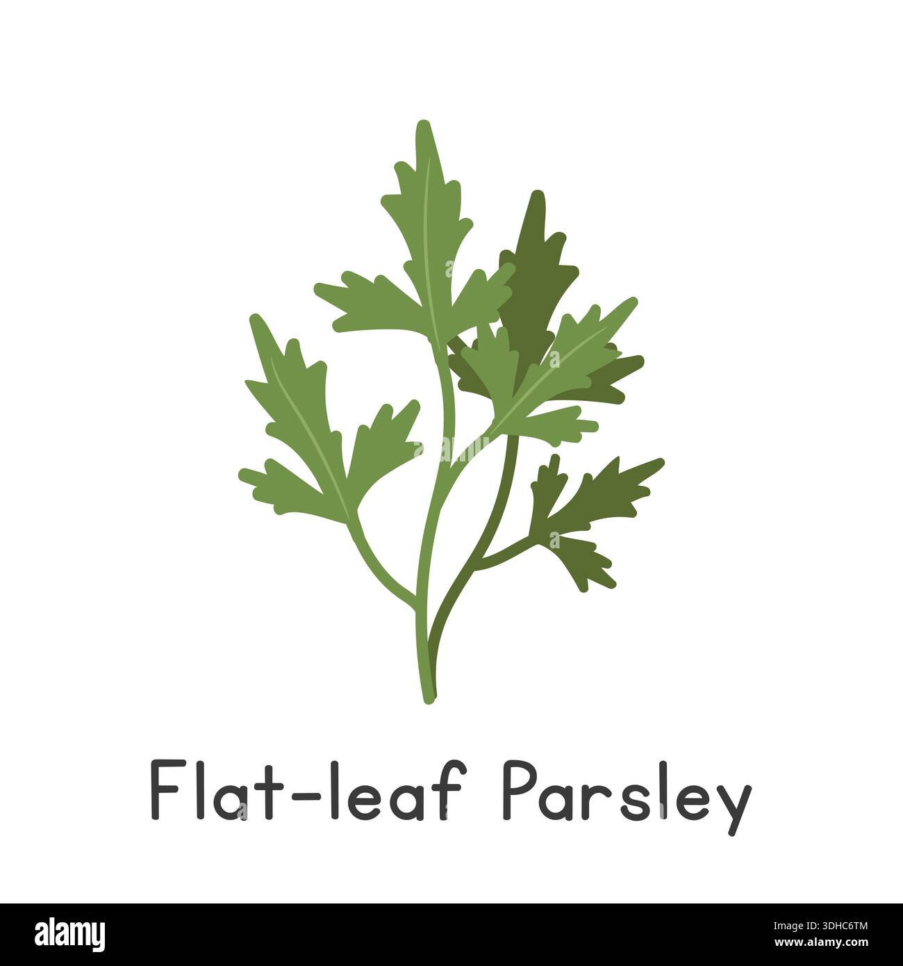 Flat-leaf Parsley Flat Cartoon Vector Illustration Isolated on White ...