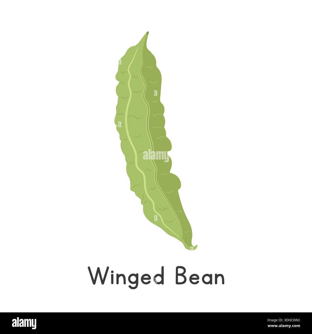 Winged Bean Vector Illustration. Winged legume or Psophocarpus ...