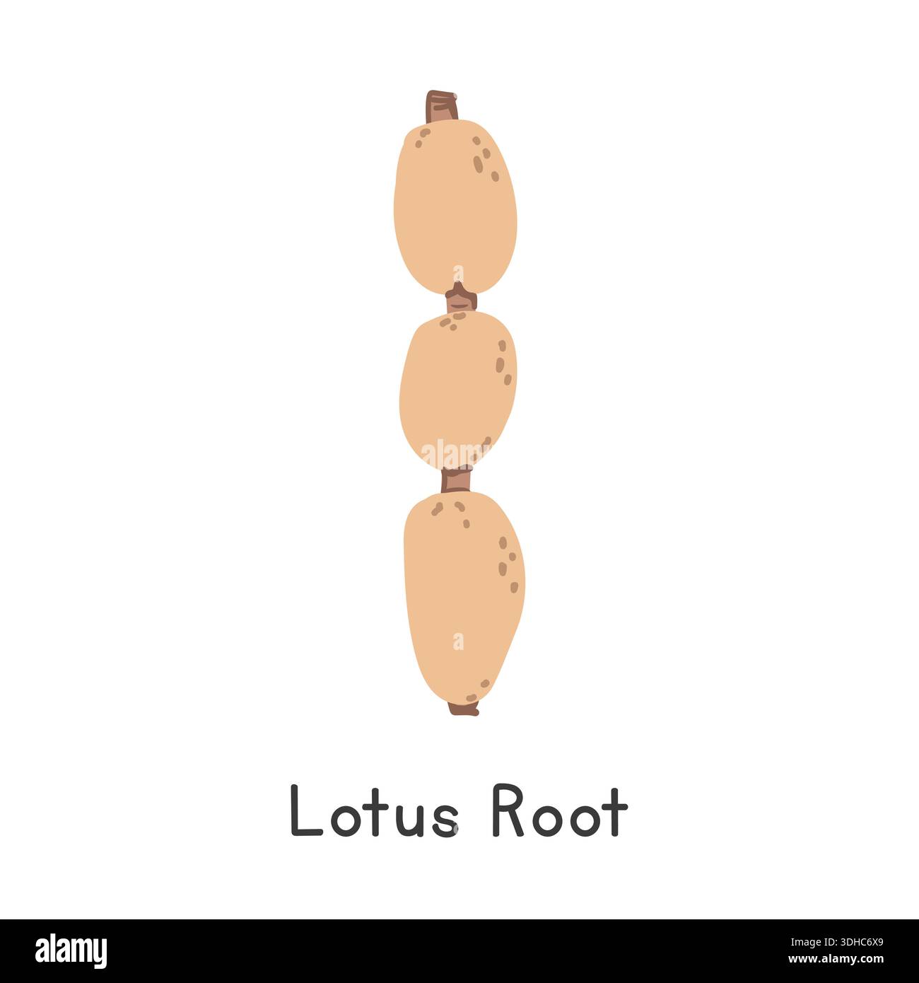 Lotus Root Vector Illustration. Lotus Root Cartoon Clipart, Vegetable ...