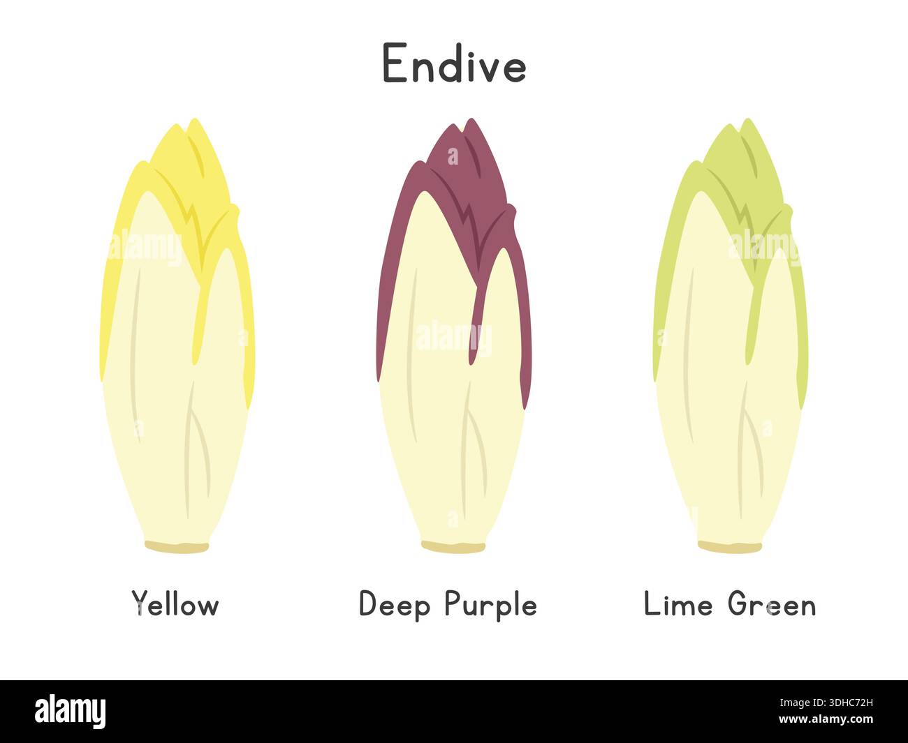Multicolor Endive Flat Cartoon Vector Illustration Isolated on White ...
