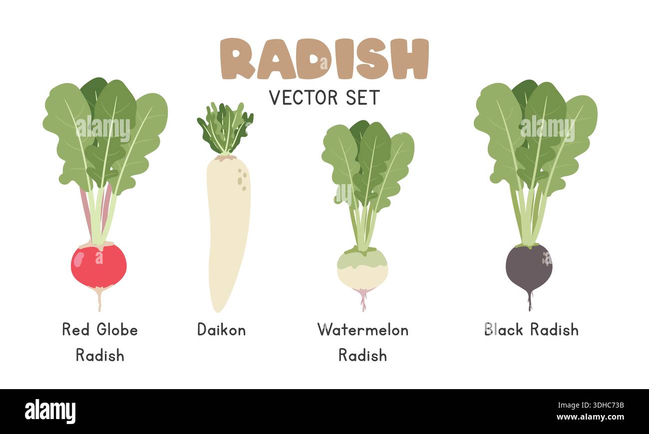 Radish Vector Illustration Set. Types of Radish Cartoon Clipart Set in ...