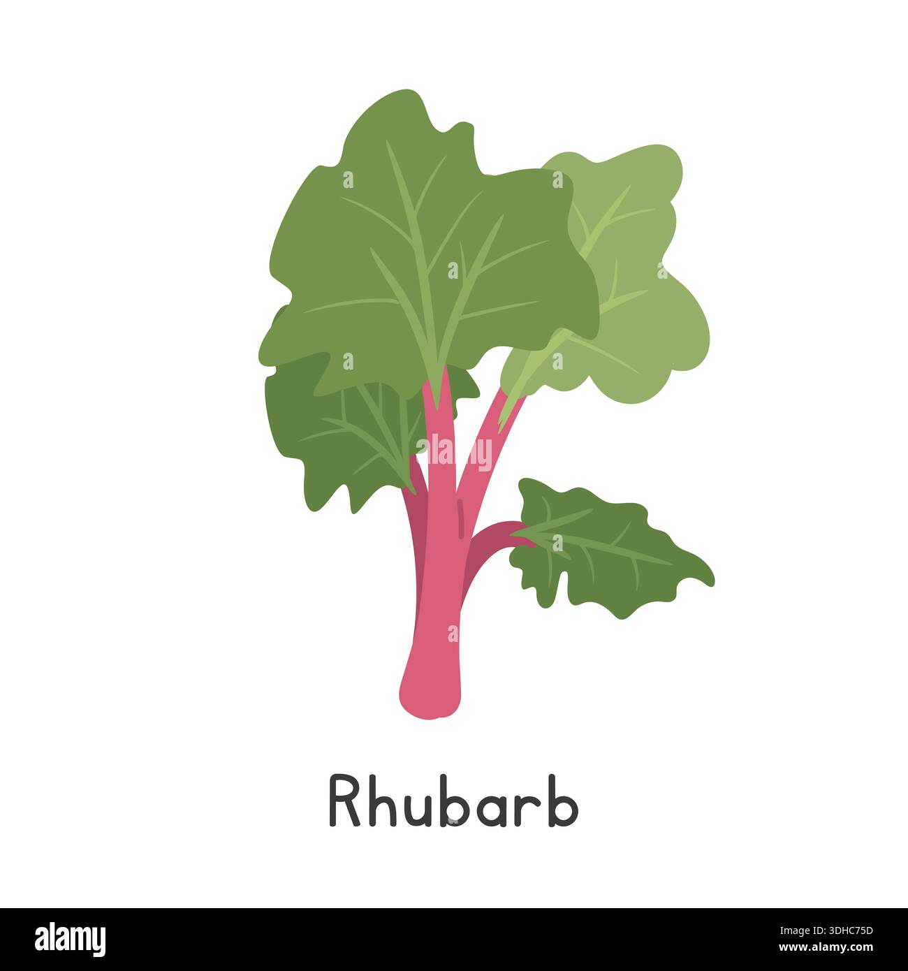 Stem of rhubarb Stock Vector Images - Alamy