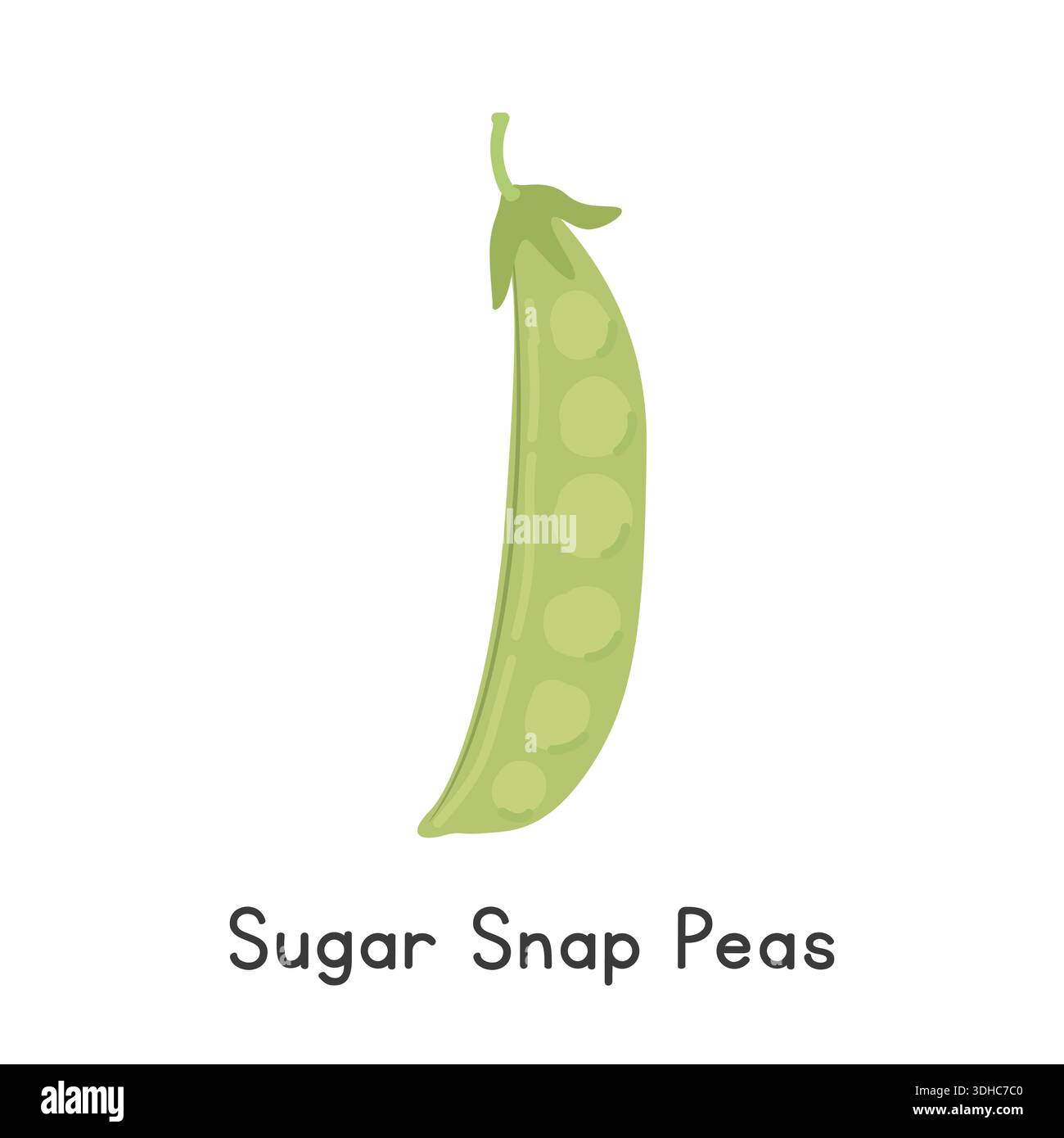 Sugar Snap Pea Vector Illustration. Snap Pea Cartoon Clipart, Vegetable ...