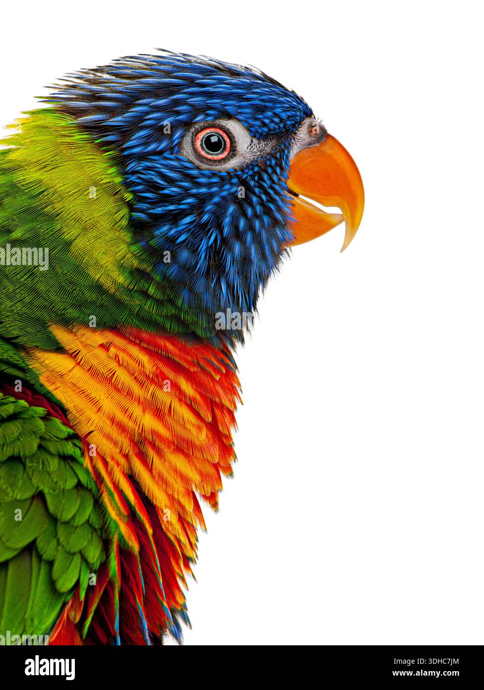 Distinct plumage patterns hi-res stock photography and images - Alamy