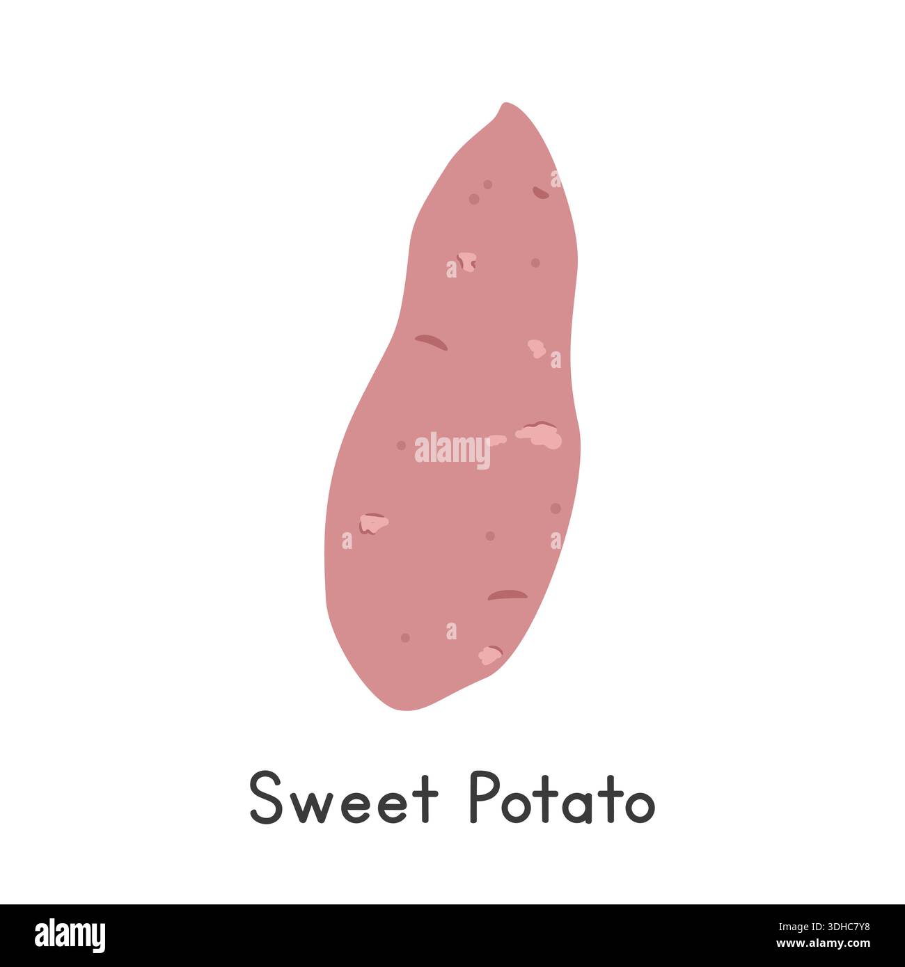 Raw sweetpotato Stock Vector Images - Alamy