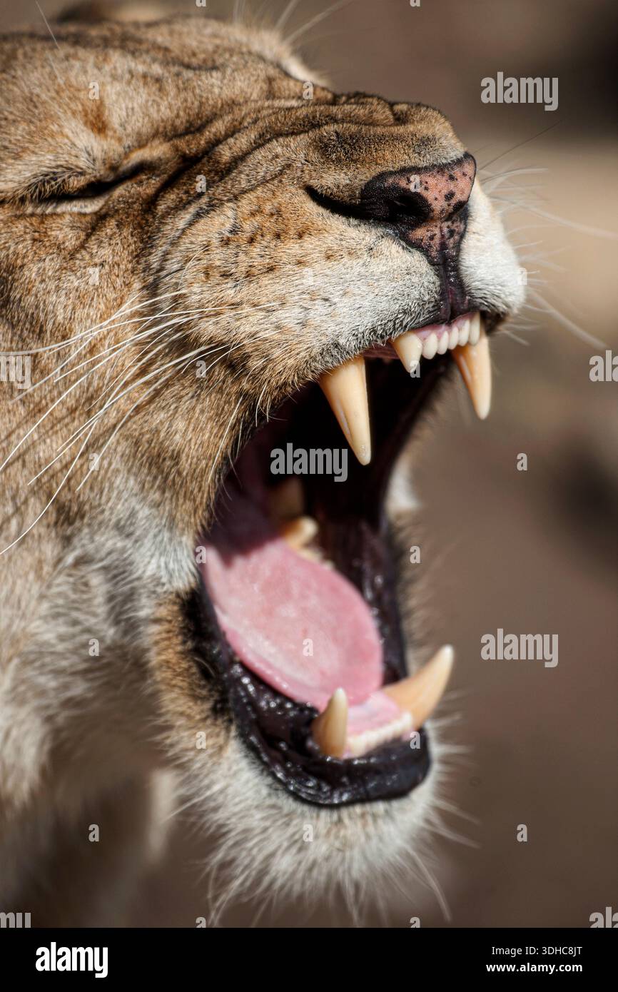 Revealing her teeth hi-res stock photography and images - Alamy