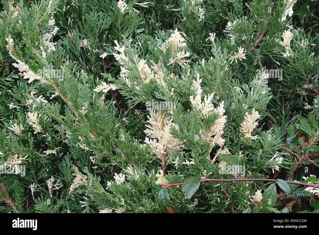 Sade wacholder hi-res stock photography and images - Alamy