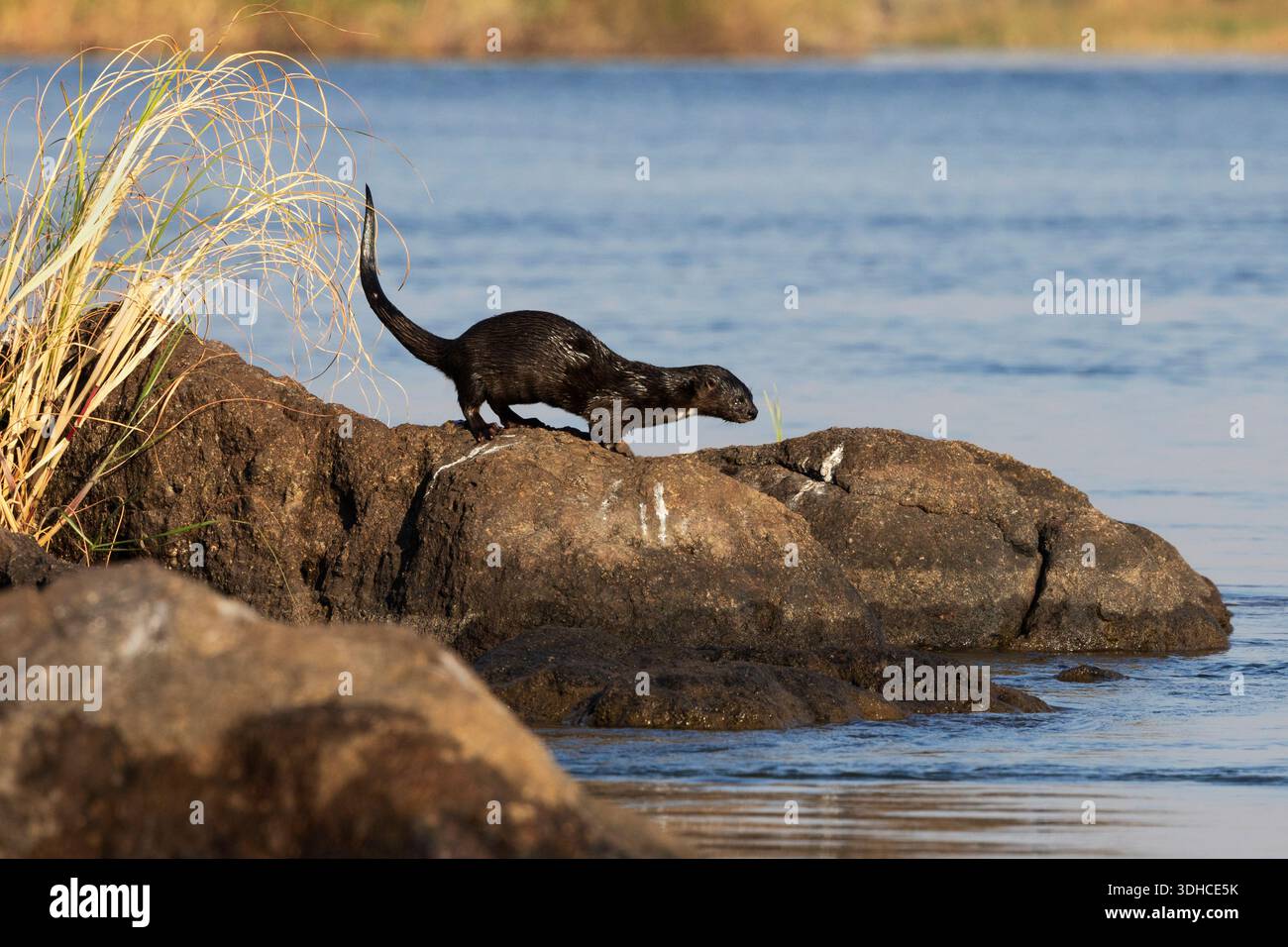 Spotted necked otter botswana hi-res stock photography and images - Alamy