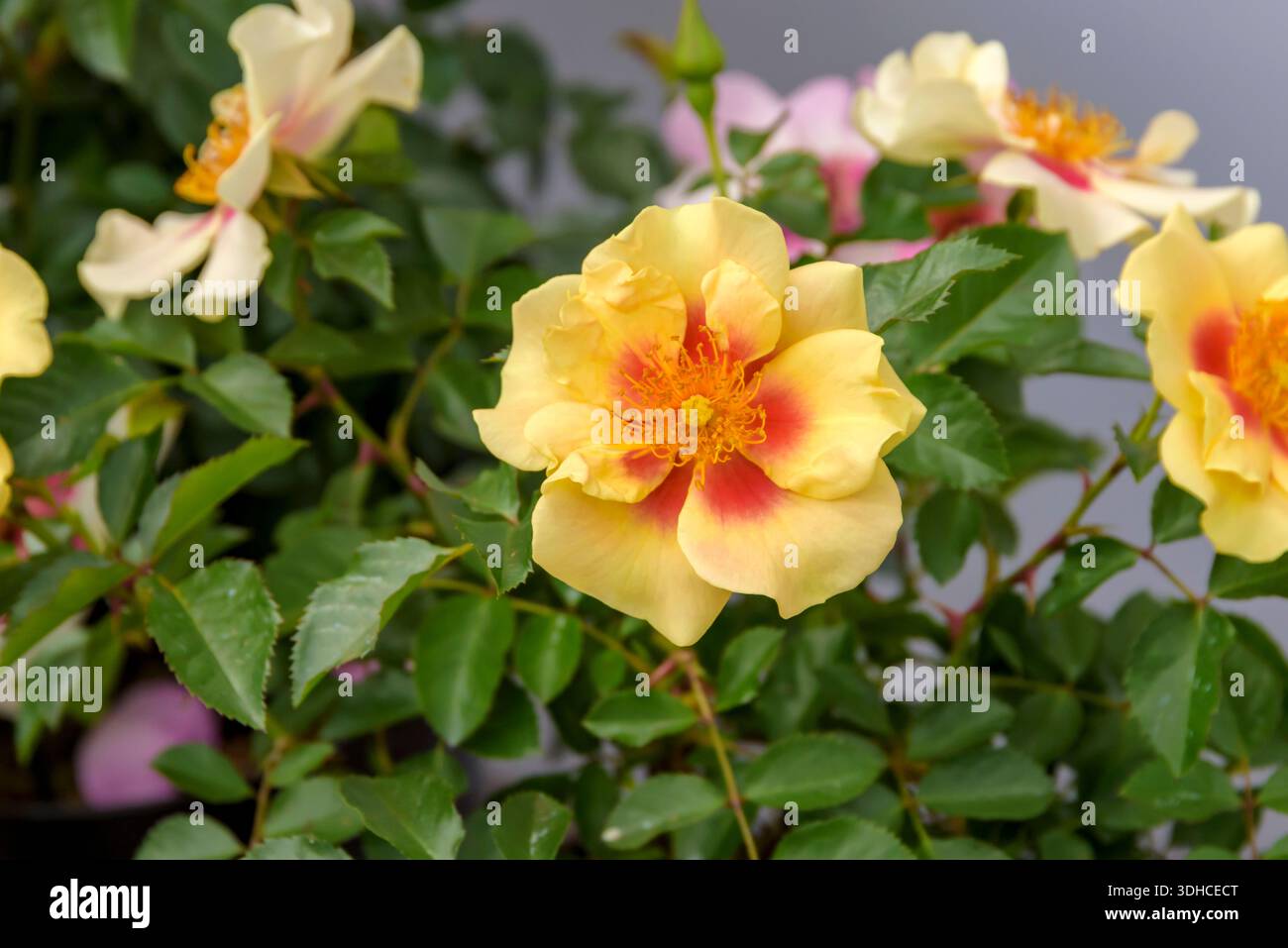 Rose with eye hi-res stock photography and images - Alamy