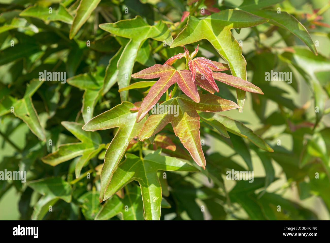 Dreizahn ahorn hi-res stock photography and images - Alamy