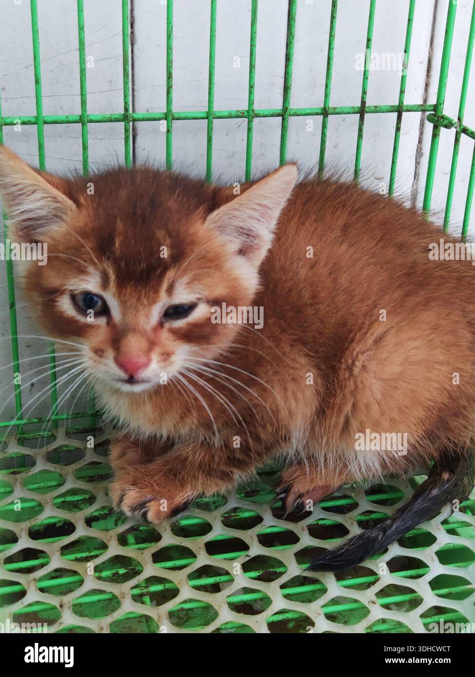 Adorable ginger kitten sitting inside a green wire cage Stock Photo - Alamy