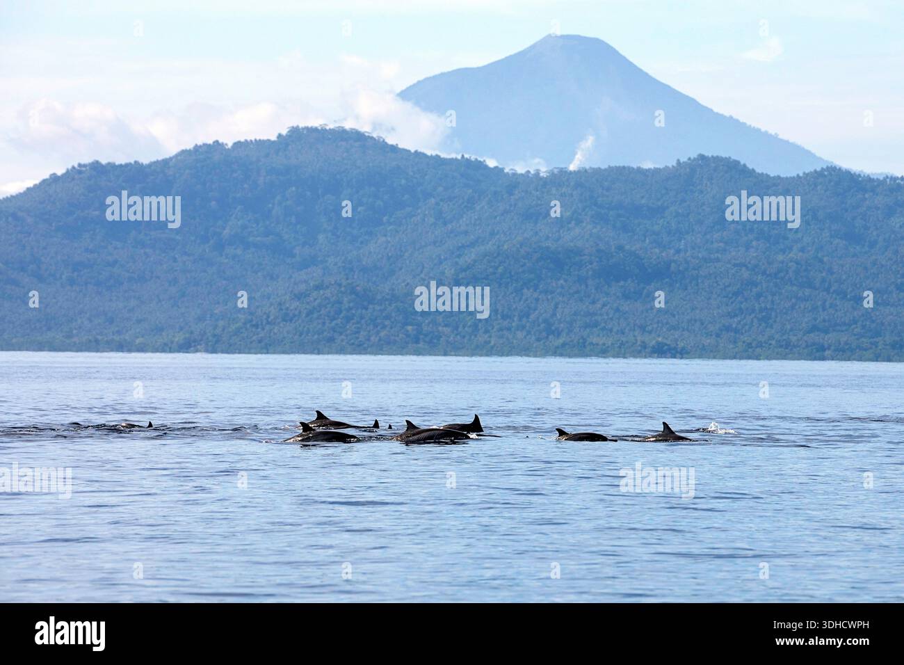 Beautiful Long Nosed Spinner Dolphins in a waters near Bunaken island ...