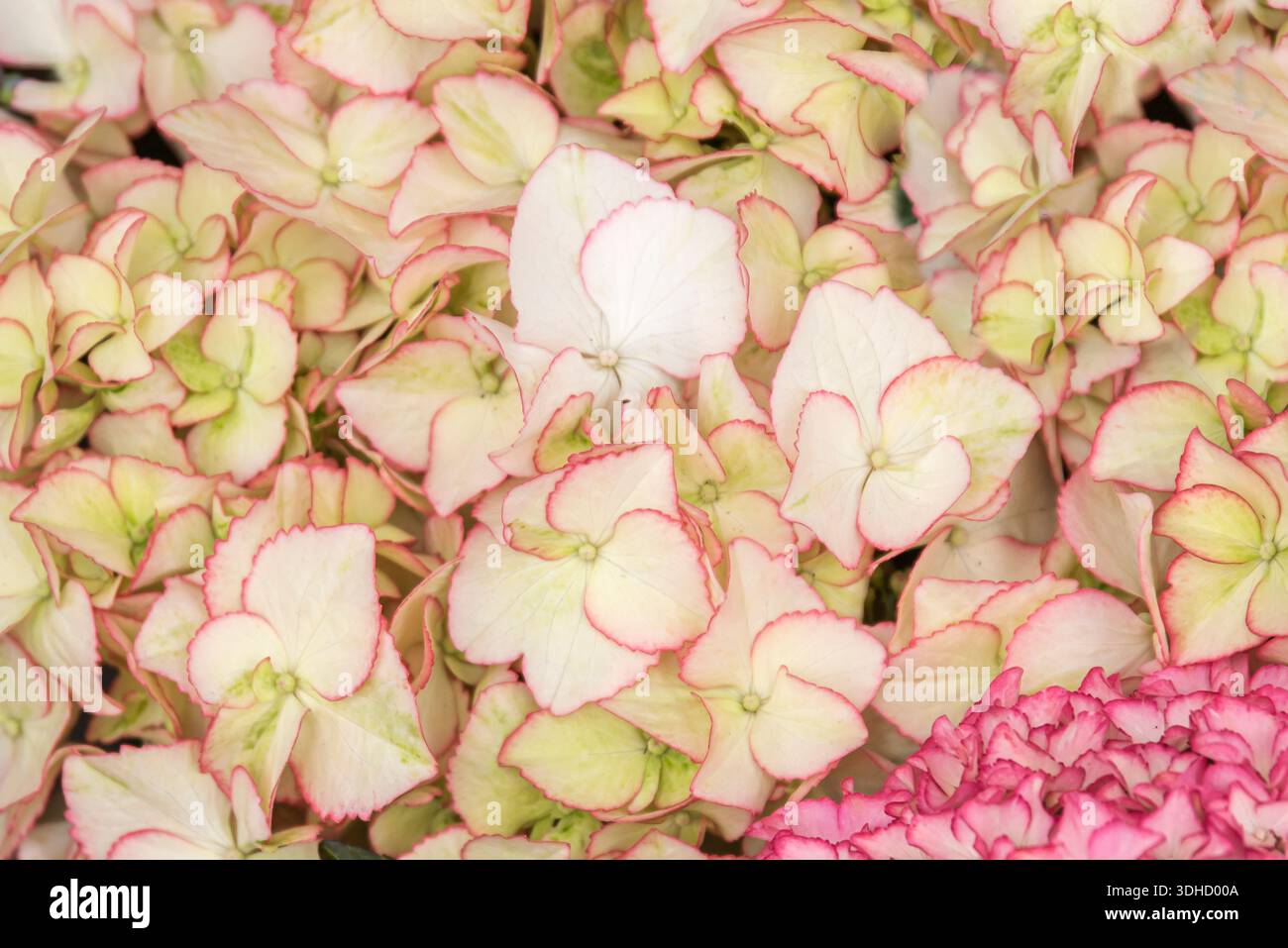 Hydrangea macrophylla hovaria love you kiss hi-res stock photography ...