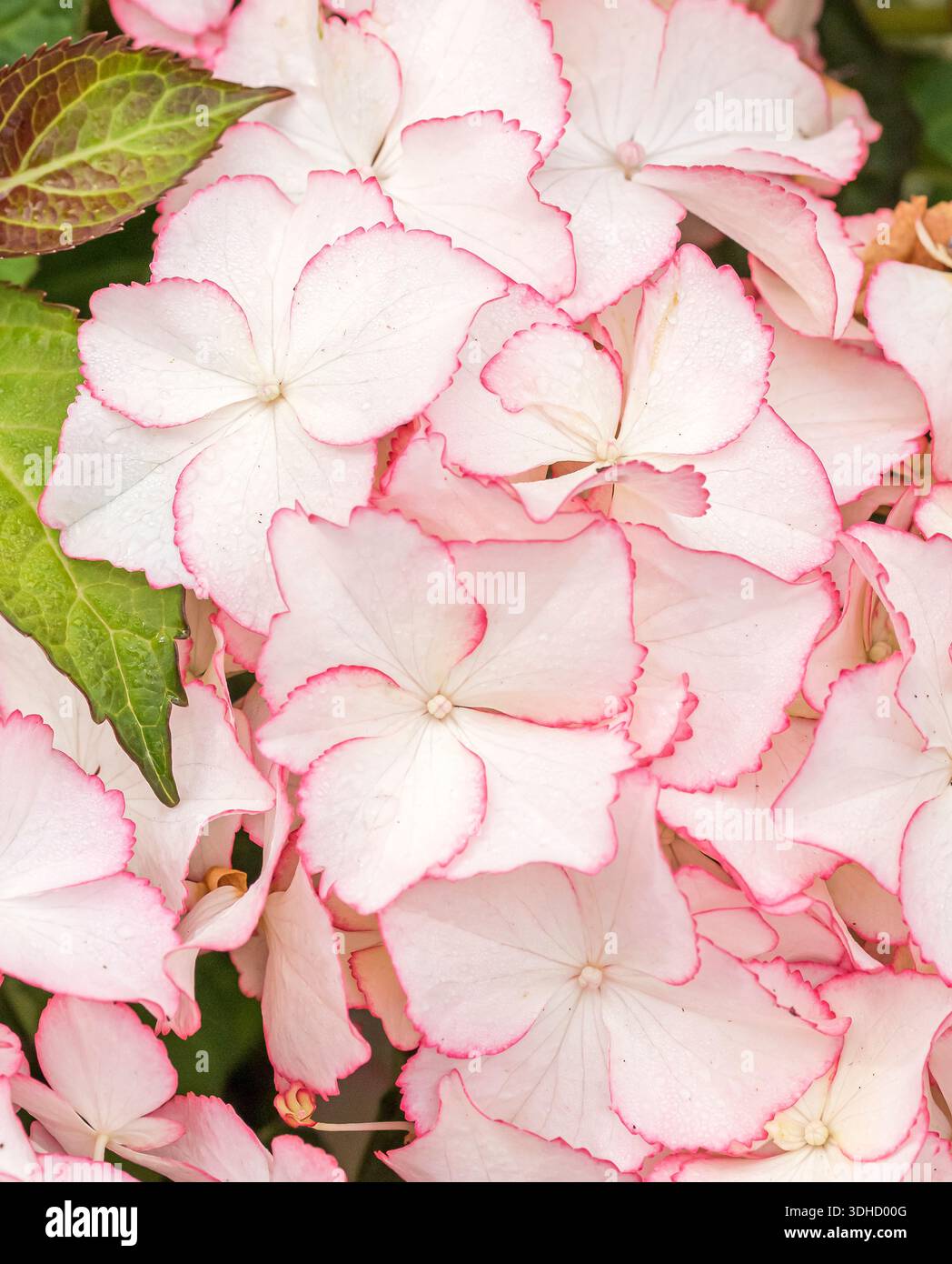 Hydrangea macrophylla hovaria love you kiss hi-res stock photography ...